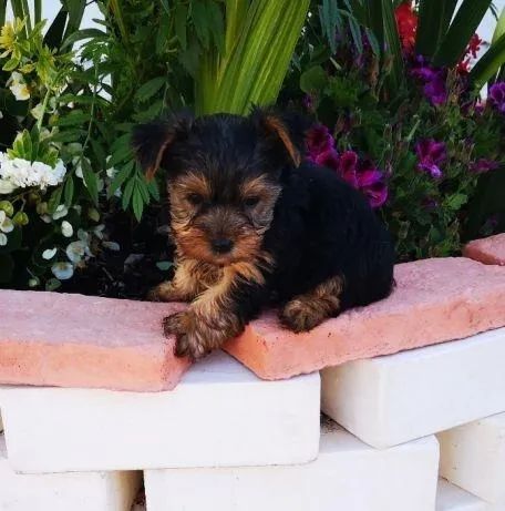 "yorkshire preto" no Brasil