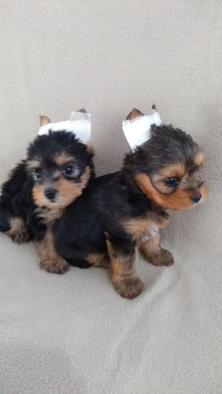 Yorkshire - Cachorros - Nova Parnamirim, Parnamirim 1462271934 | OLX