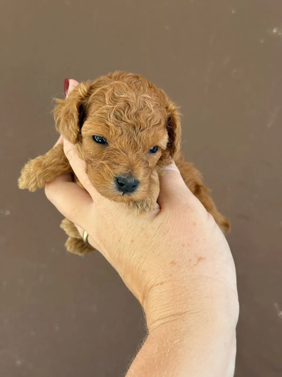 "filhotes poodle mini toy" - Cachorros no Brasil