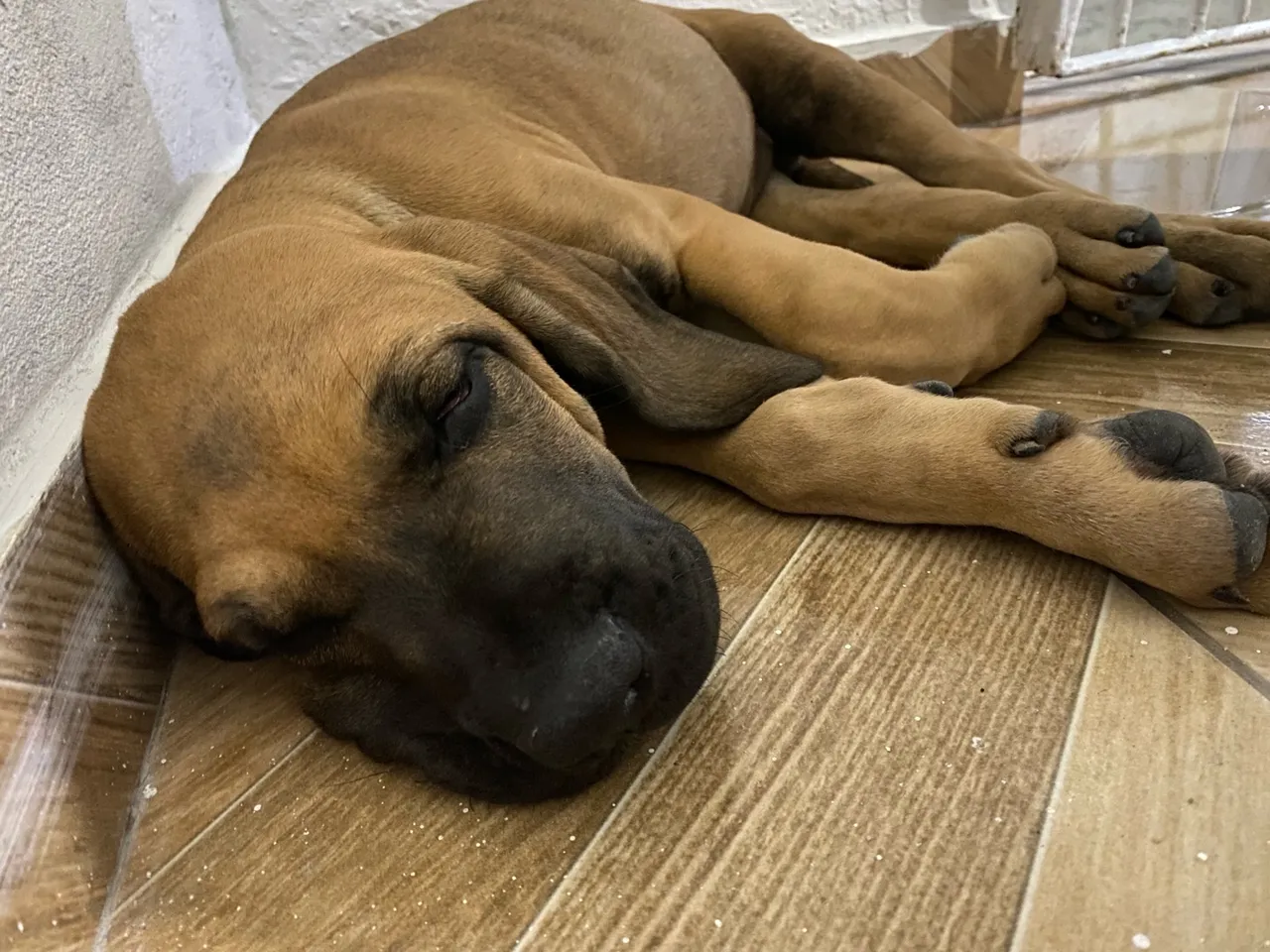 "filhote de fila brasileiro" - Cachorros no Brasil