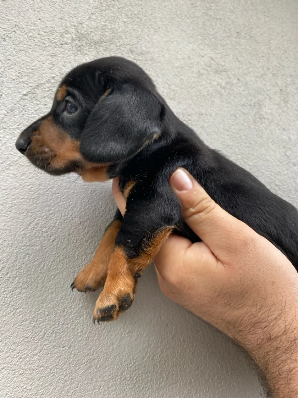 "cachorro cofap" - Cachorros no Brasil