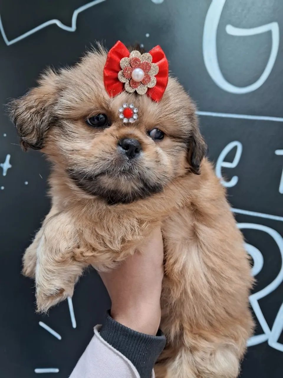 Shitzu Fêmea Mini: Filhotes Lindos e Carinhosos à Venda! Maiores ...