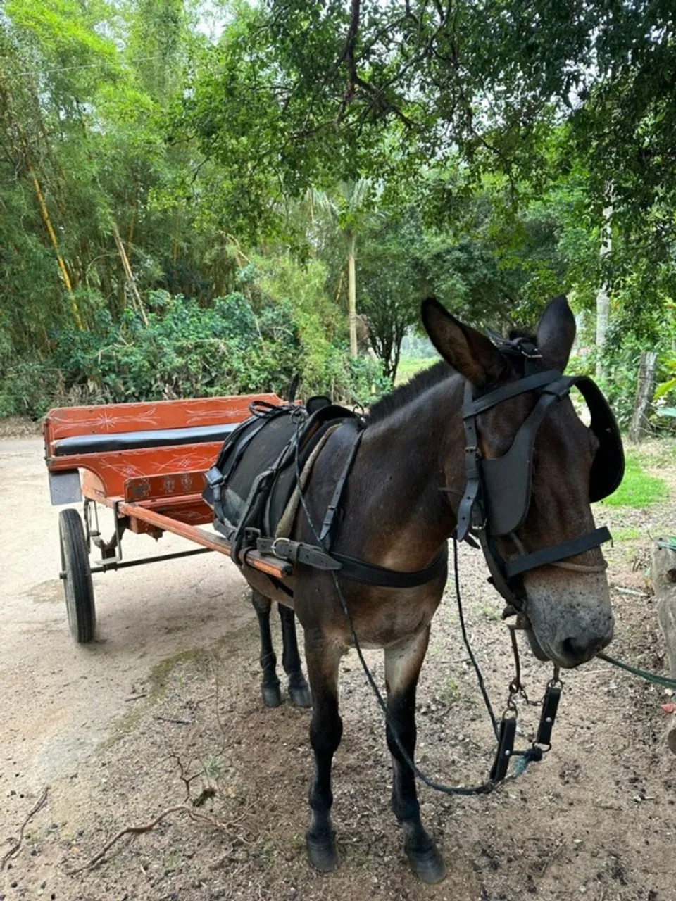 "charetes" no Brasil