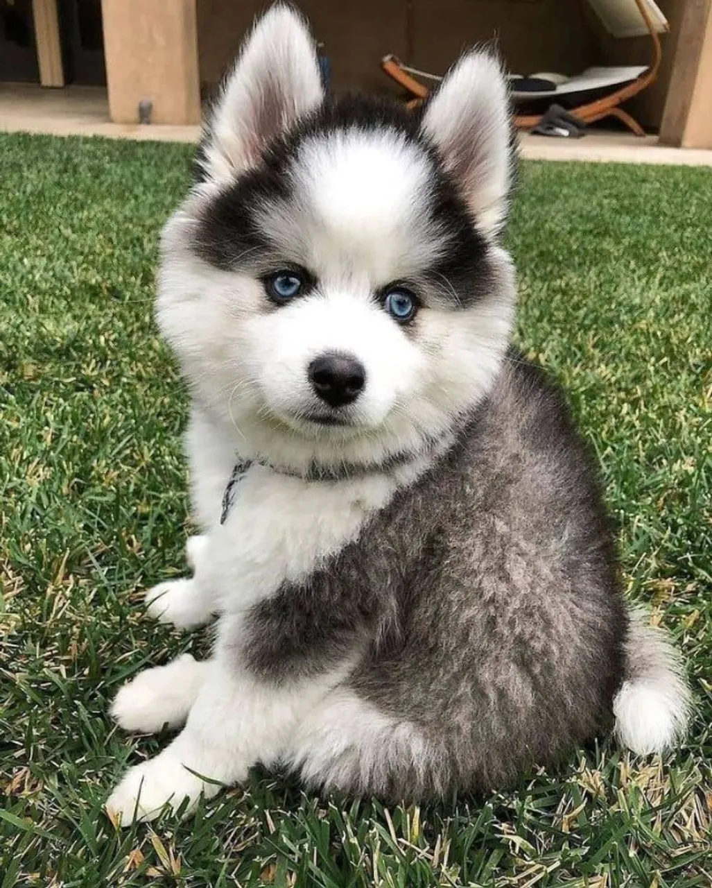 "husky femea" - Cachorros no Brasil