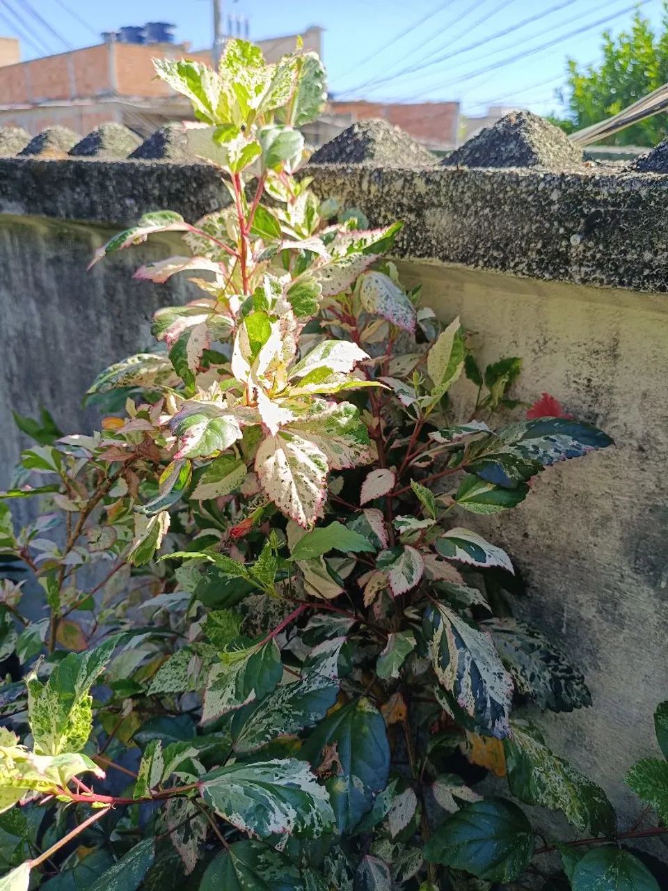 Hibisco Colorama Flor vermelha - Jardinagem e Plantas - Irajá, Rio de ...