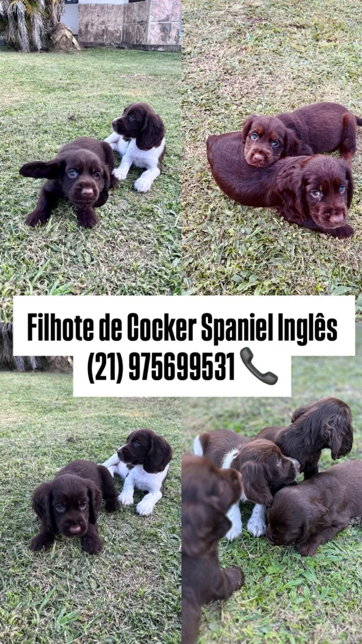 "cachorros cocker spaniel" - Cachorros no Brasil