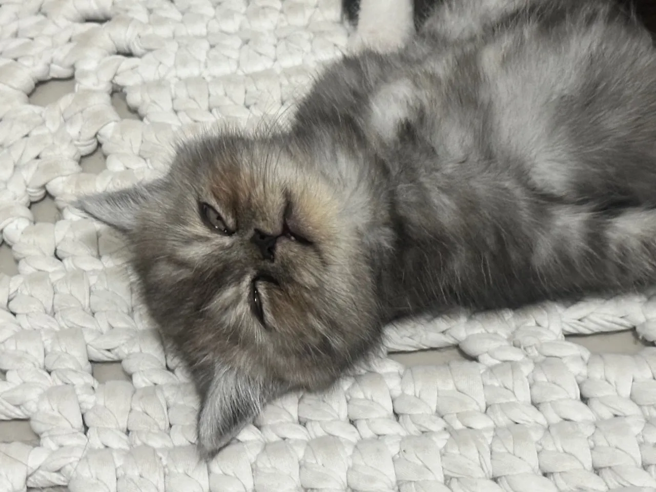 "gato persa exotico" - Gatos no Brasil