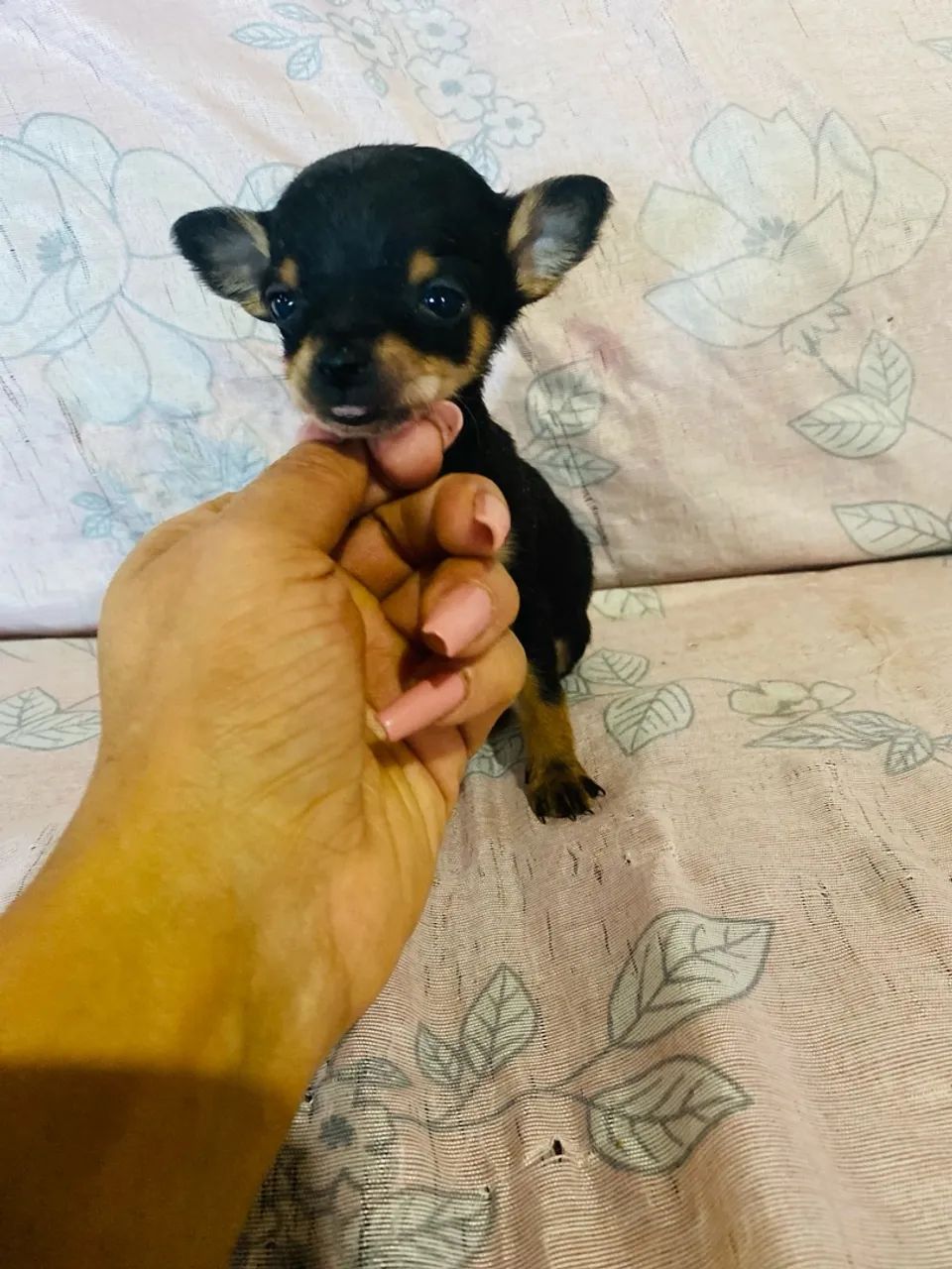 Filhote de Pinscher Miniatura número zero - Cachorros - Oficinas ...