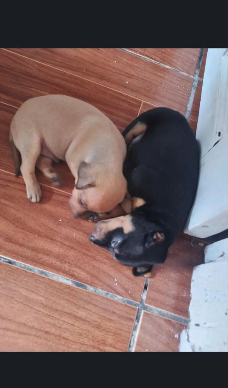 "pinscher 00 miniatura" - Cachorros no Brasil
