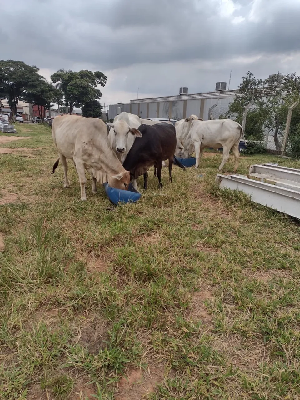 "vaca nelore" - Animais para agropecuária no Brasil