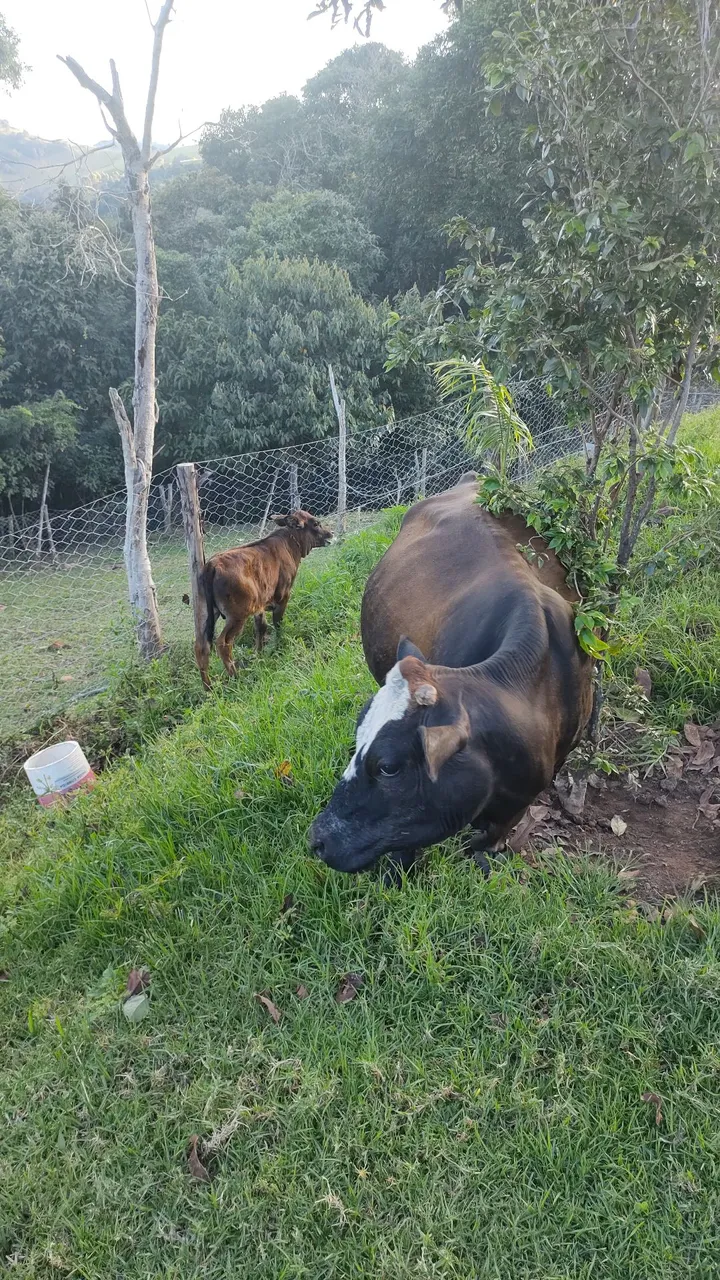 "mini vaca" - Animais para agropecuária no Brasil