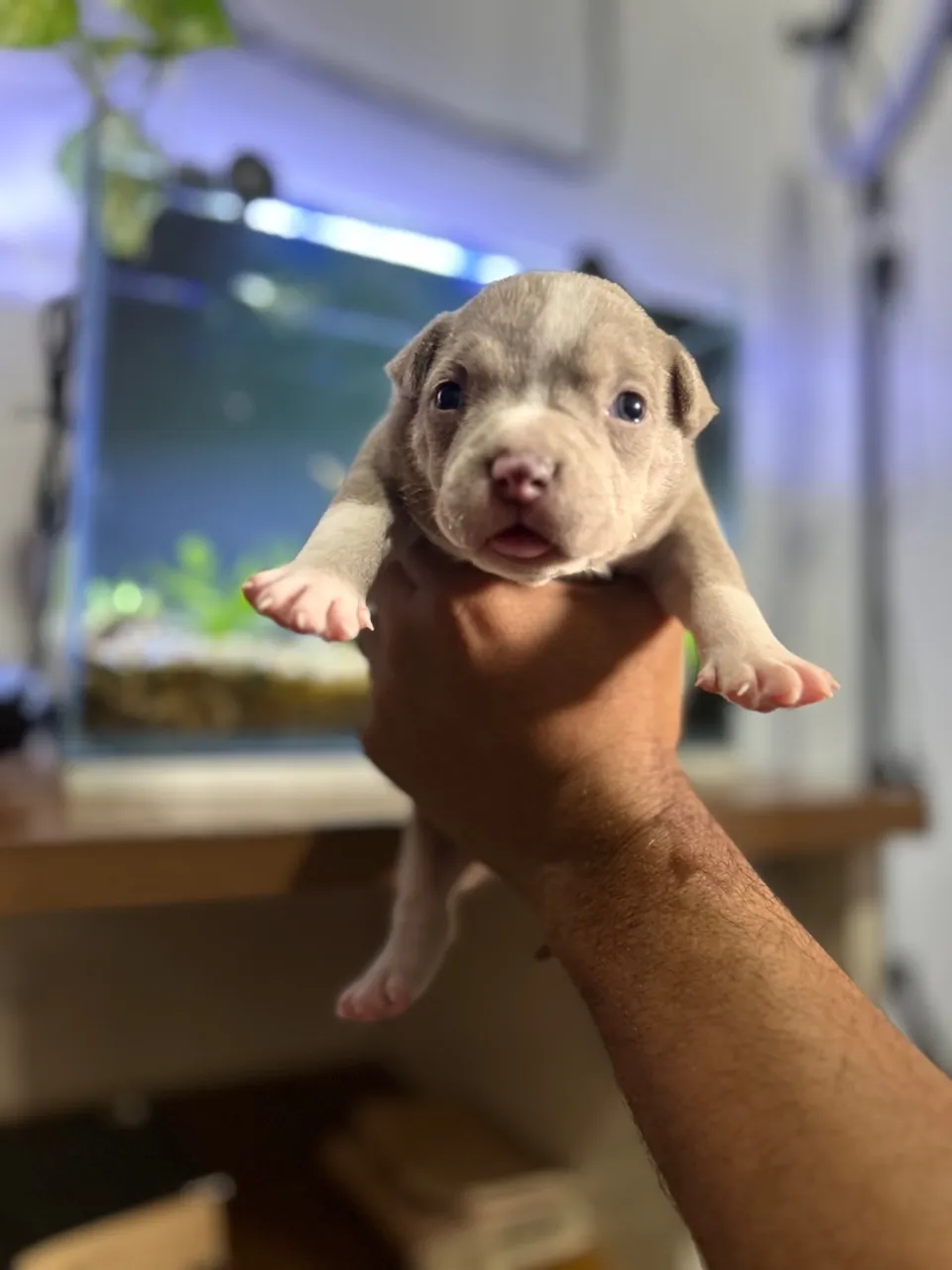"filhotes de american bully" - Cachorros no Brasil