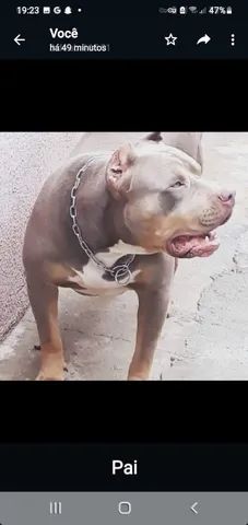 Pit monster tri | +62 anúncios na OLX Brasil