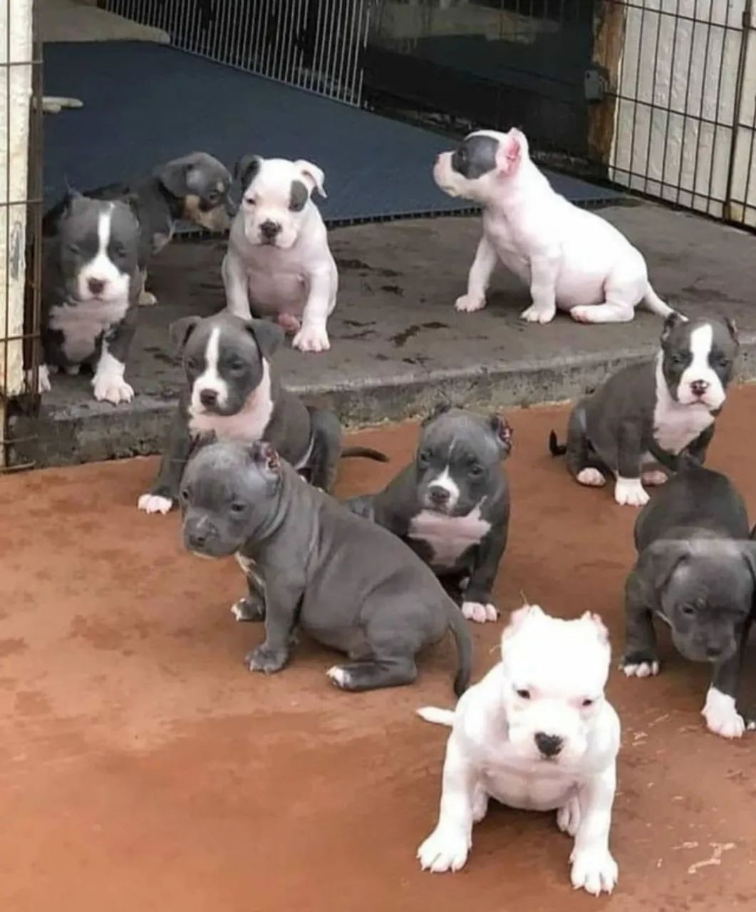American Bully Filhotes - Cachorros - Jardim Alvorada, Nova Iguaçu ...