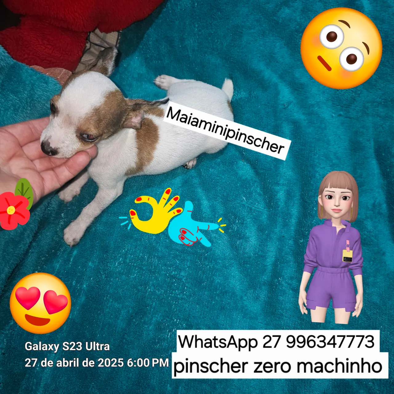 "pinscher 0" - Cachorros no Brasil