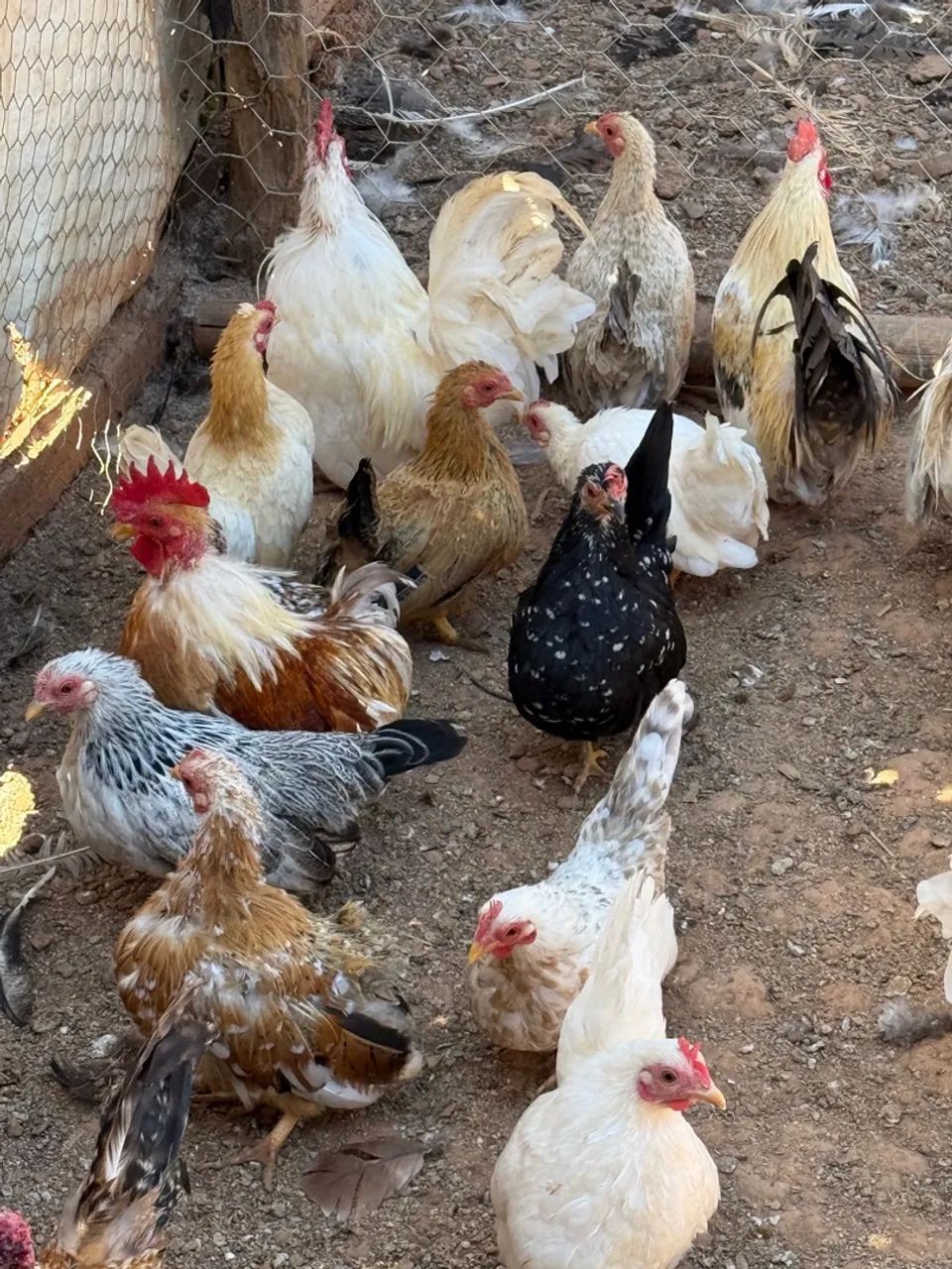 Galinhas garnizes disponíveis - Animais para agropecuária - Centro ...