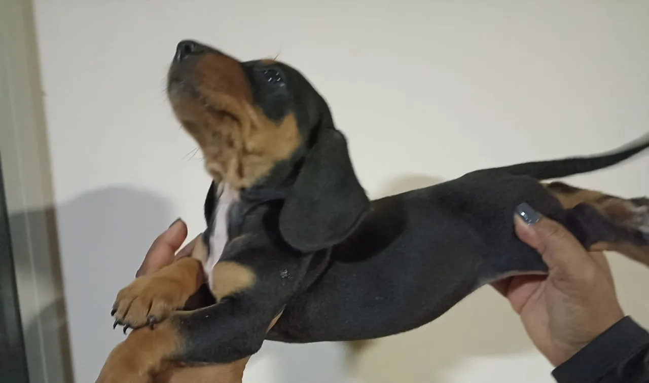 "cachorro cofap" - Cachorros no Brasil