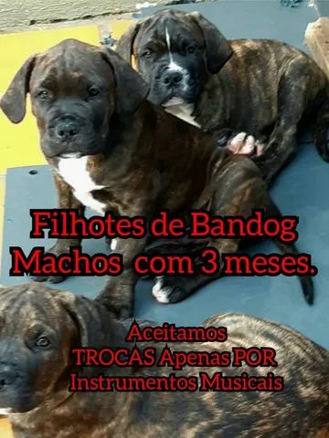 "pit monster adulto" no Brasil