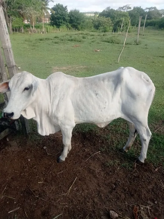 "vaca nelore" - Animais para agropecuária no Brasil