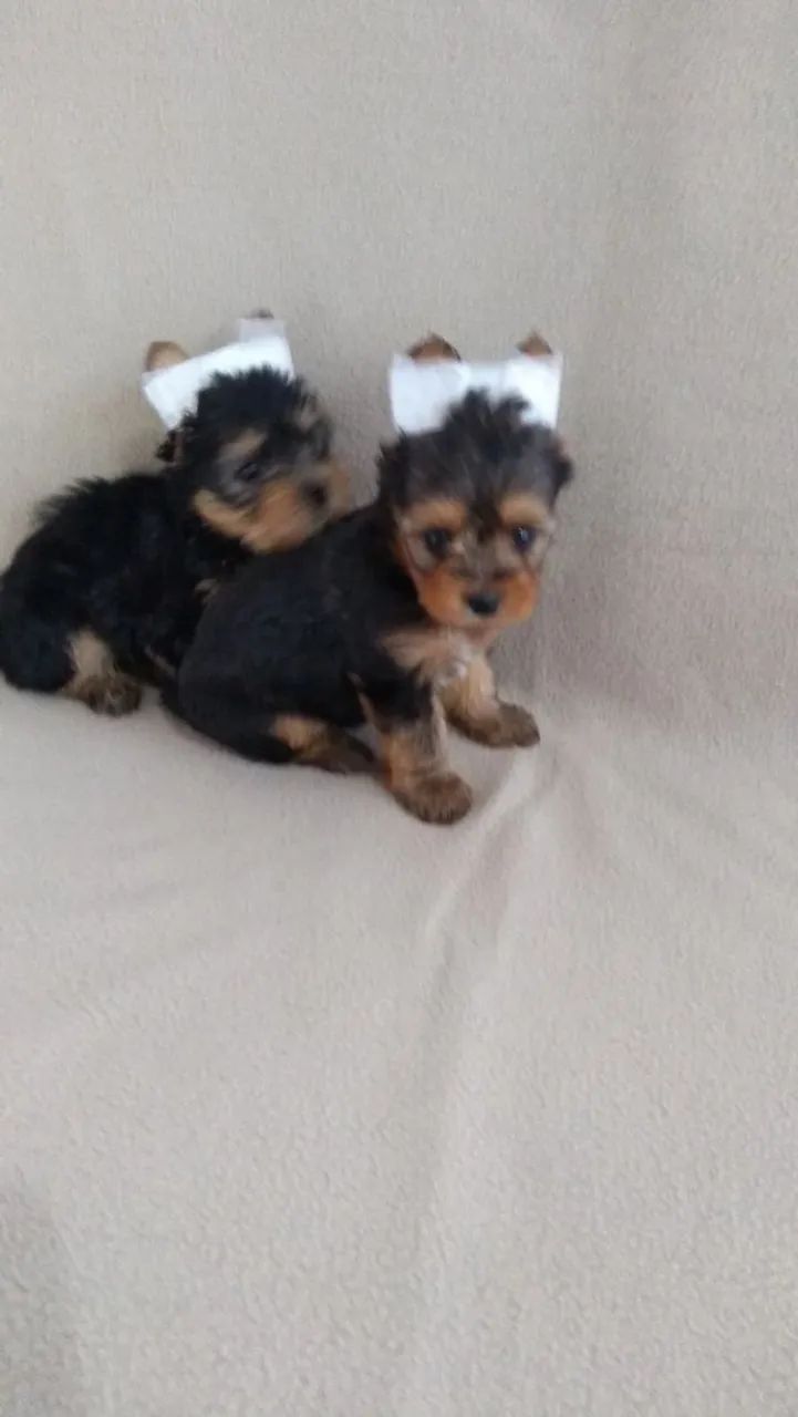 Yorkshire - Cachorros - Nova Parnamirim, Parnamirim 1462271934 | OLX