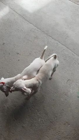 Pinscher albino | +9 anúncios na OLX Brasil