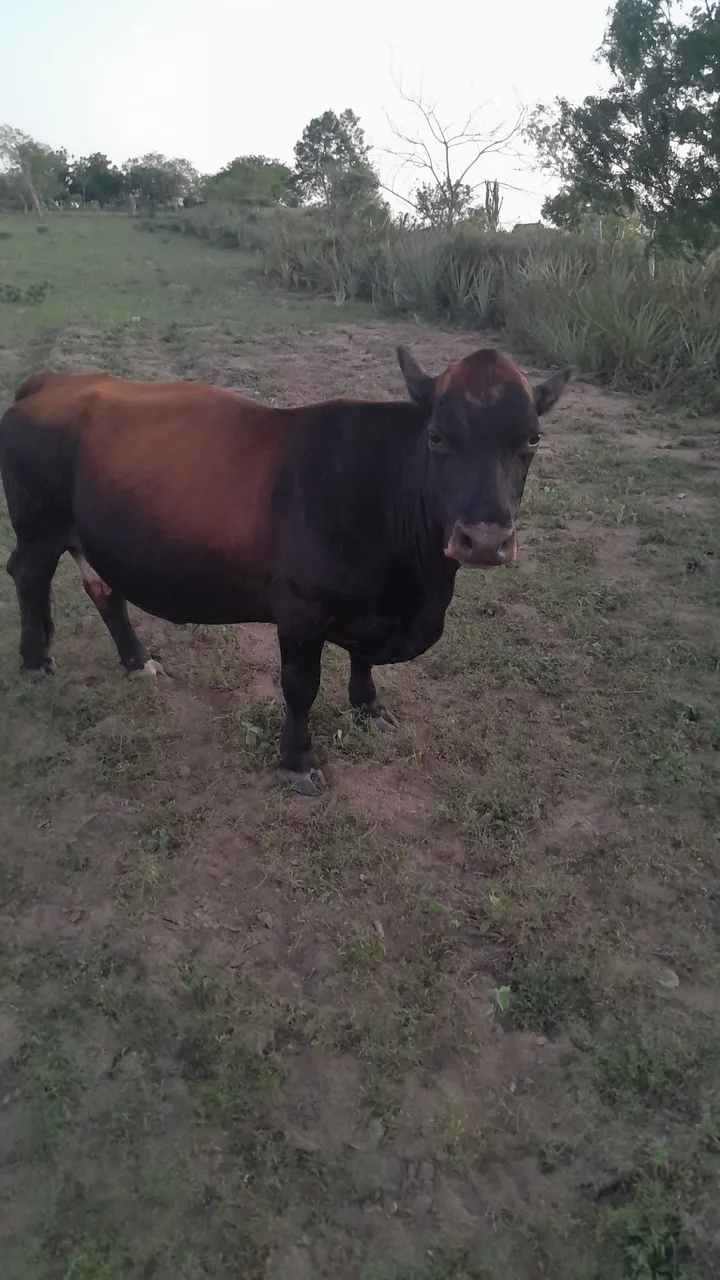 "mini vaca" - Animais para agropecuária no Brasil