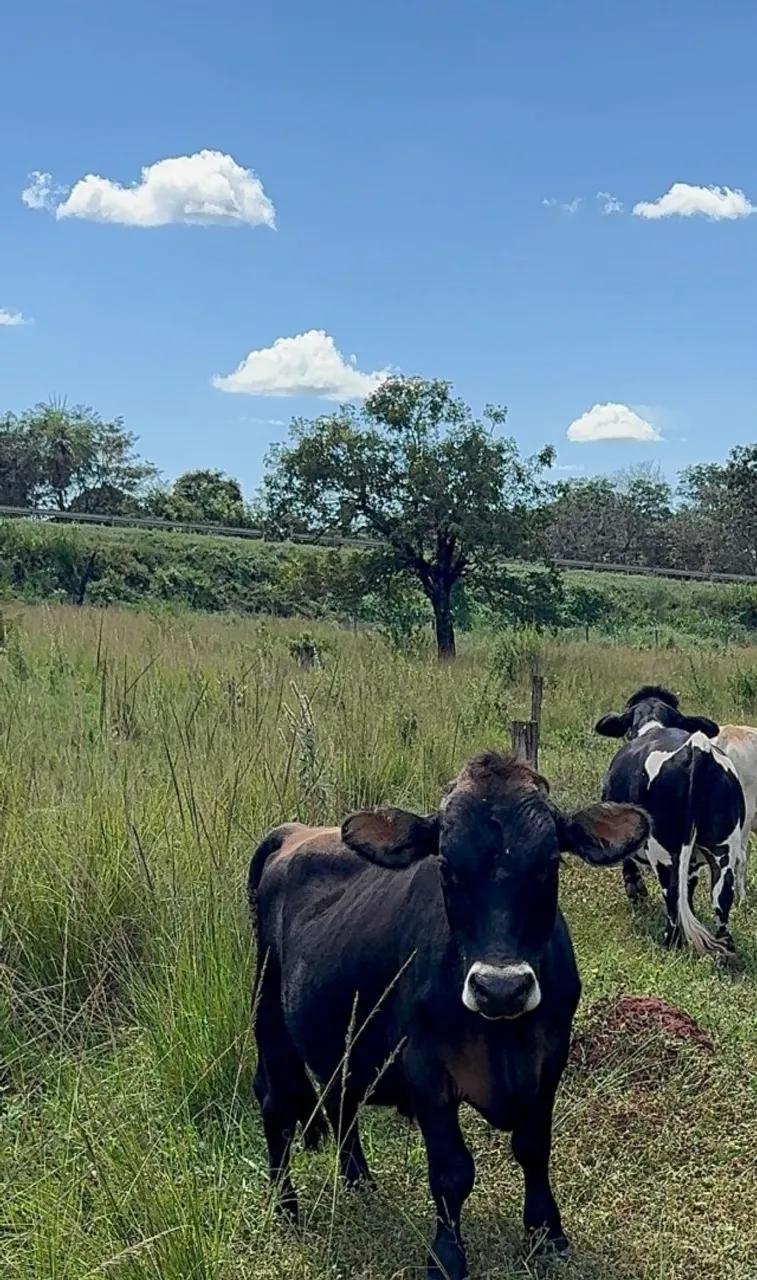 "boi mini boi" - Animais para agropecuária no Brasil