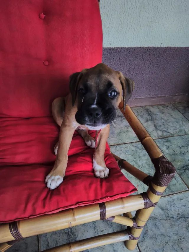 Cachorro raca box | +58 anúncios na OLX Brasil