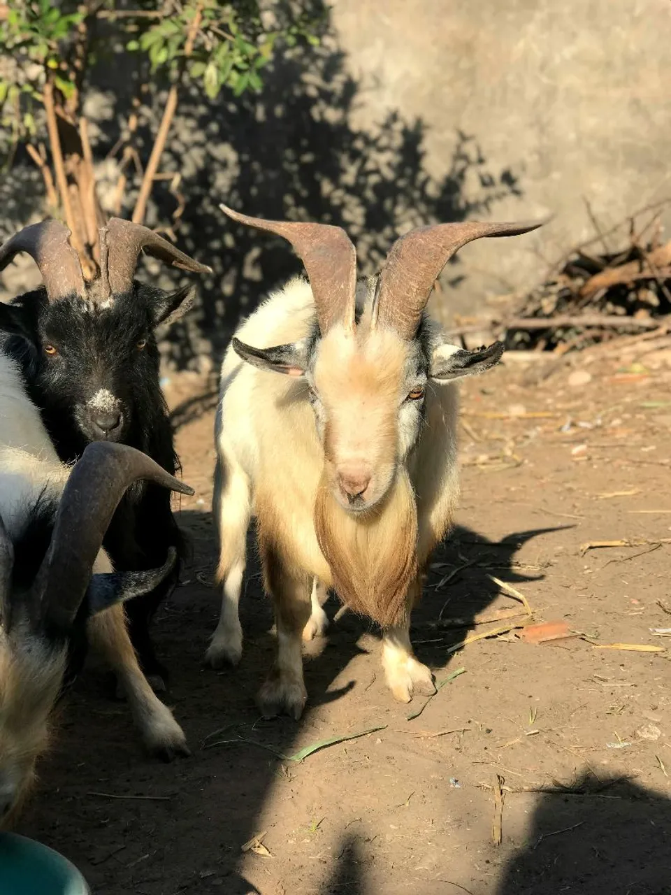 "mini cabras" no Brasil