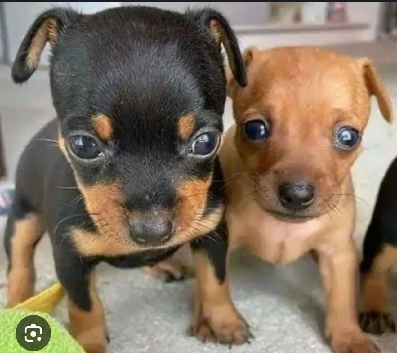 Lindos filhotes de pincher 00 macho e fêmea com garantia e kit filhote ...