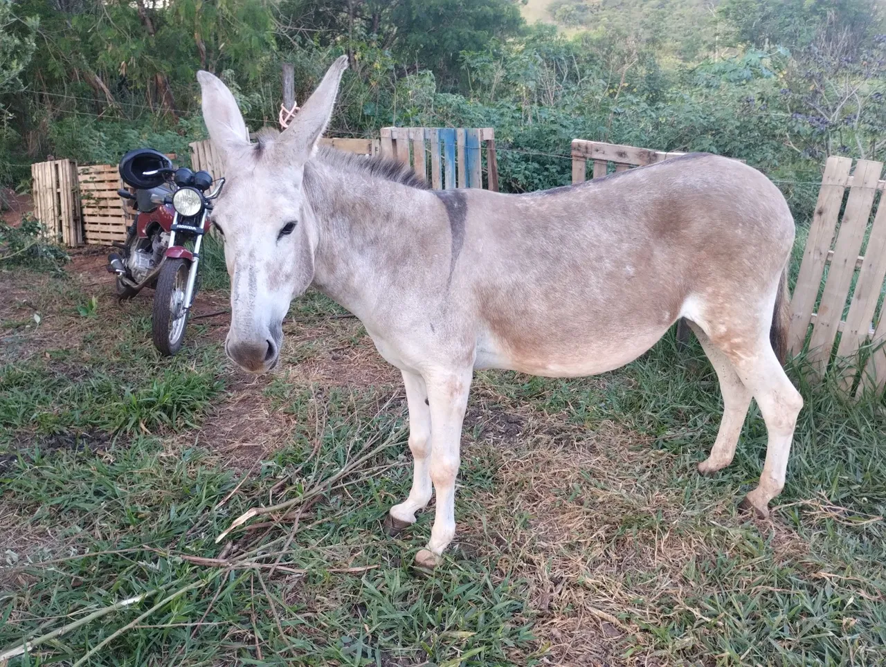 "jumentos" no Brasil
