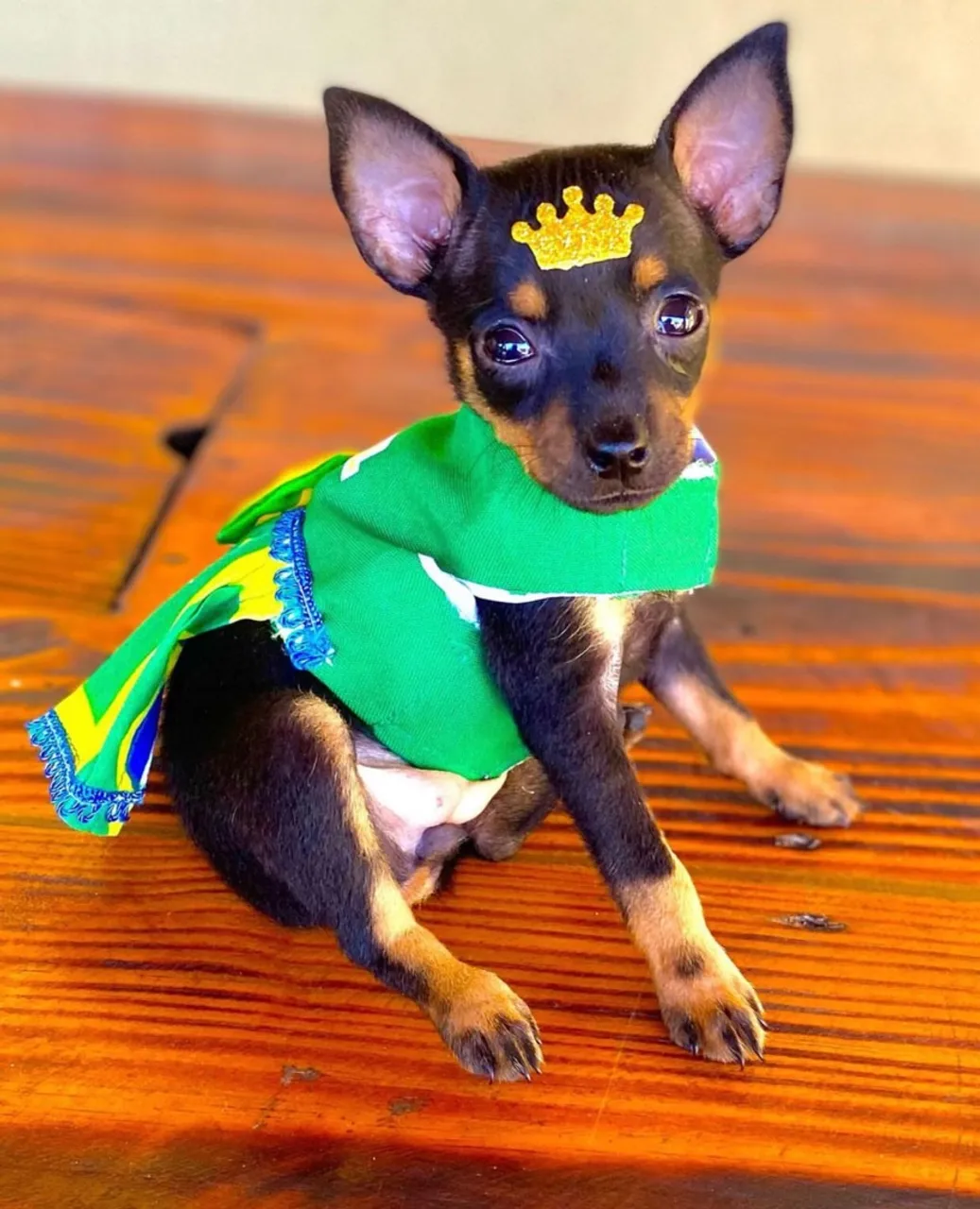 "pinscher 00 miniatura" - Cachorros no Brasil