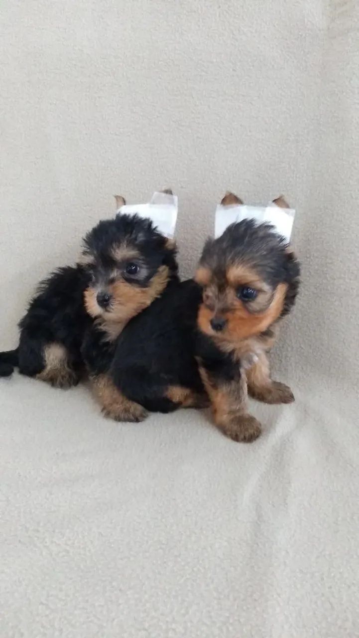 Yorkshire - Cachorros - Nova Parnamirim, Parnamirim 1462271934 | OLX