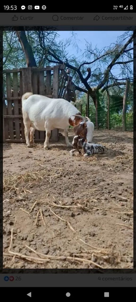 Bode bôer - Animais para agropecuária - Taguatinga Norte (Taguatinga ...