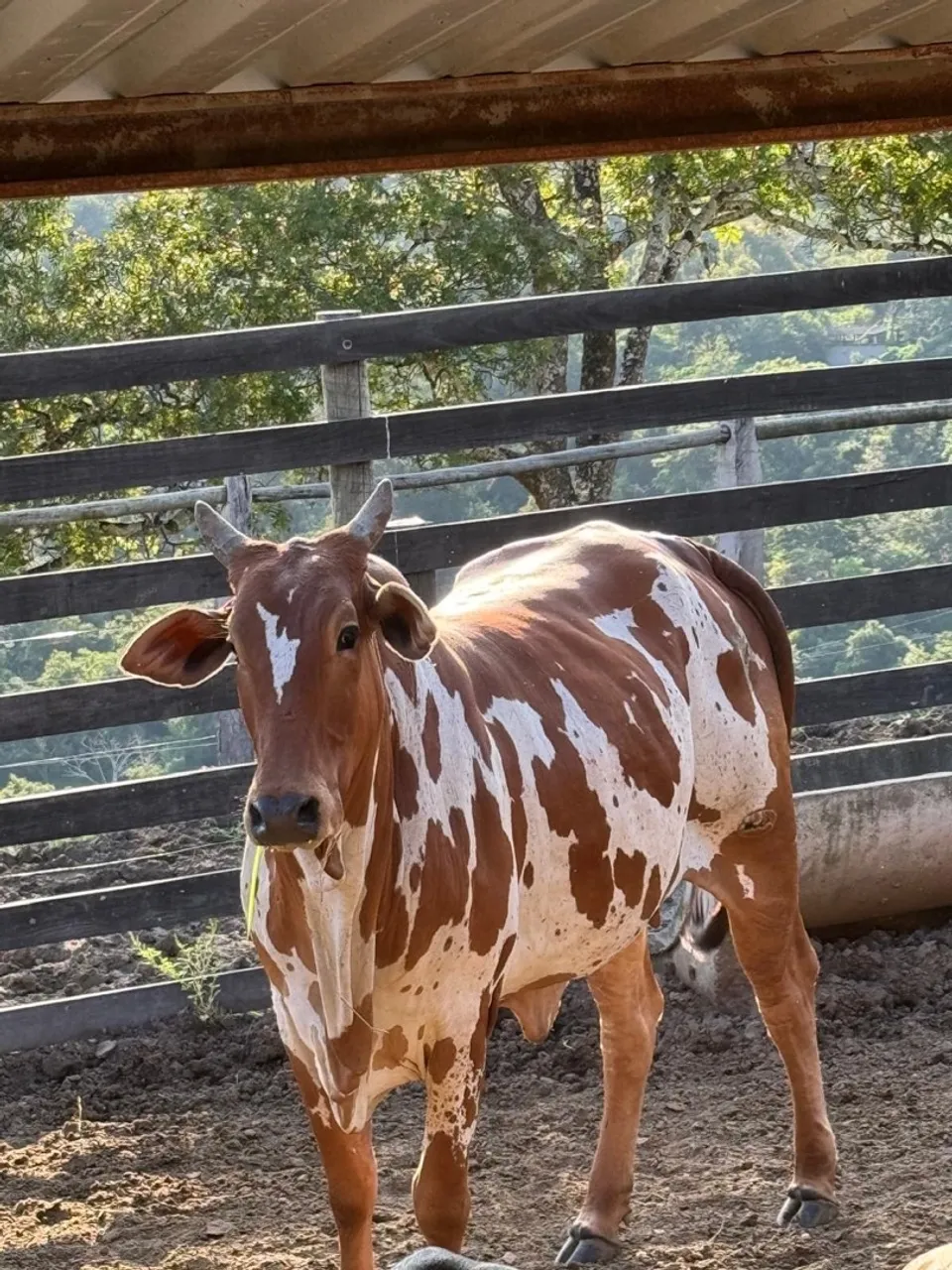 "nelore pintado" - Animais para agropecuária no Brasil