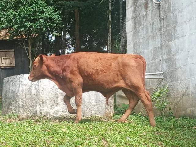 Bezerros red angus | +2 anúncios na OLX Brasil