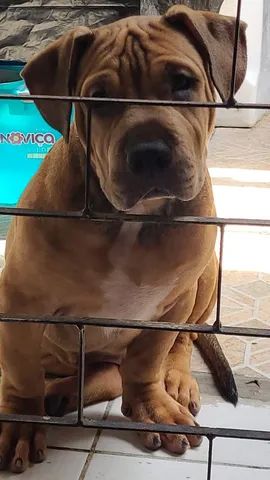 "pit monstro" no Brasil