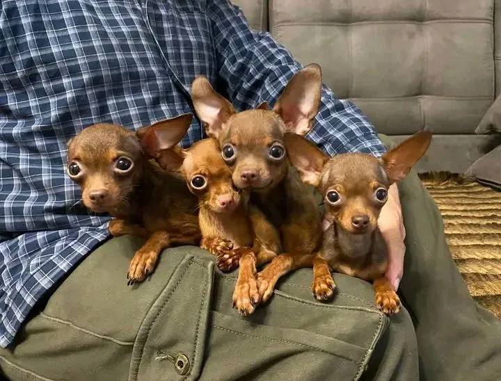 "pinscher 00 miniatura" - Cachorros no Brasil
