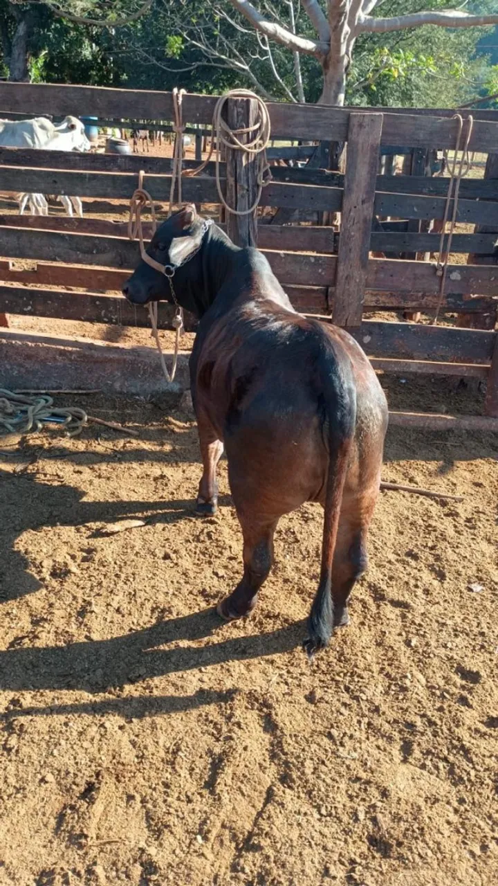 "mini vaca" - Animais para agropecuária no Brasil