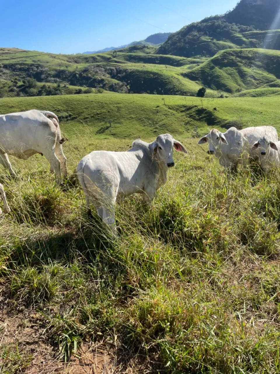 "bezerros ou bezerras" no Brasil