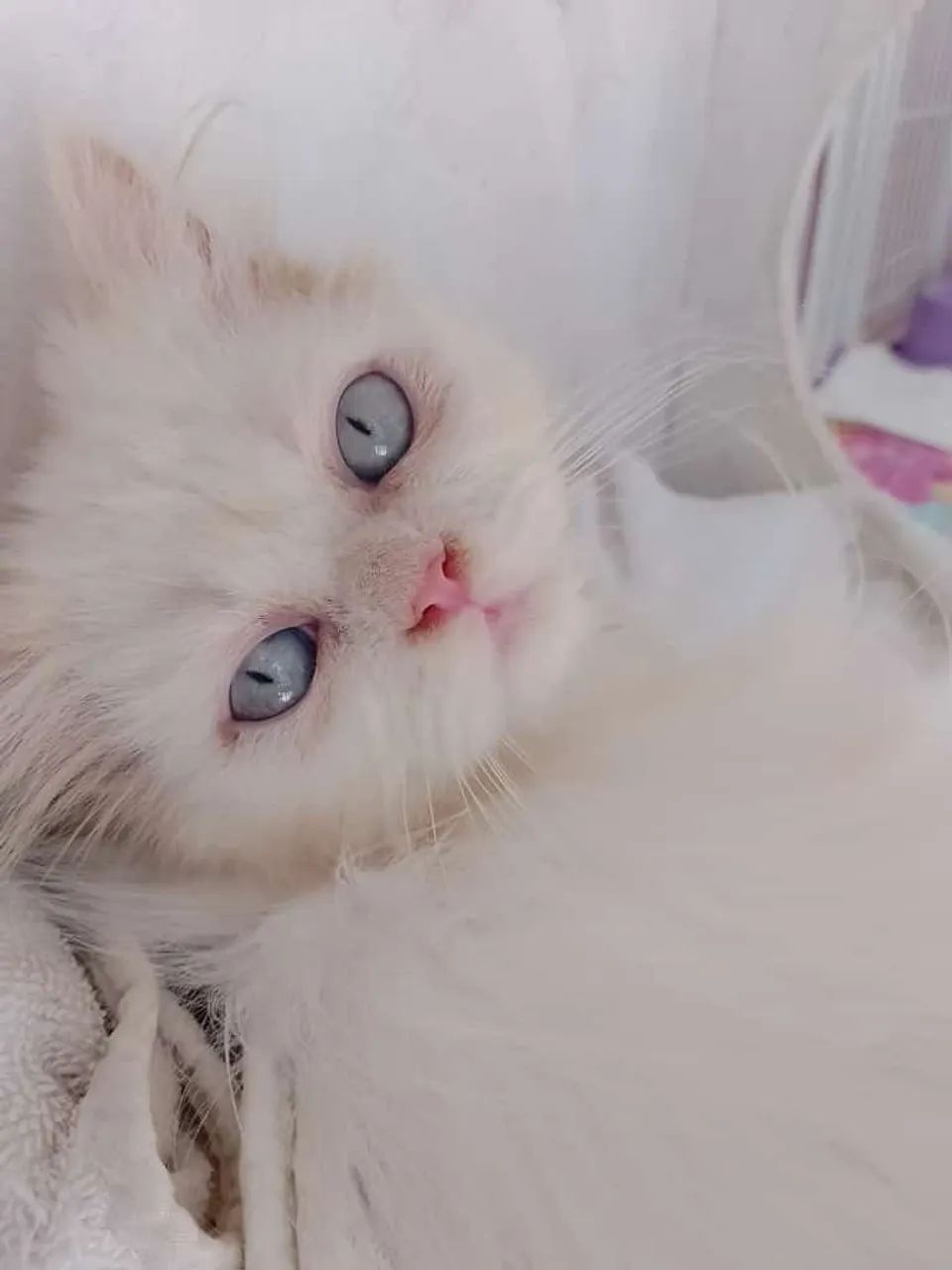 Filhote Macho Persa Himalaio Olhos Azuis - Gatos - Itapema 1409546351 | OLX