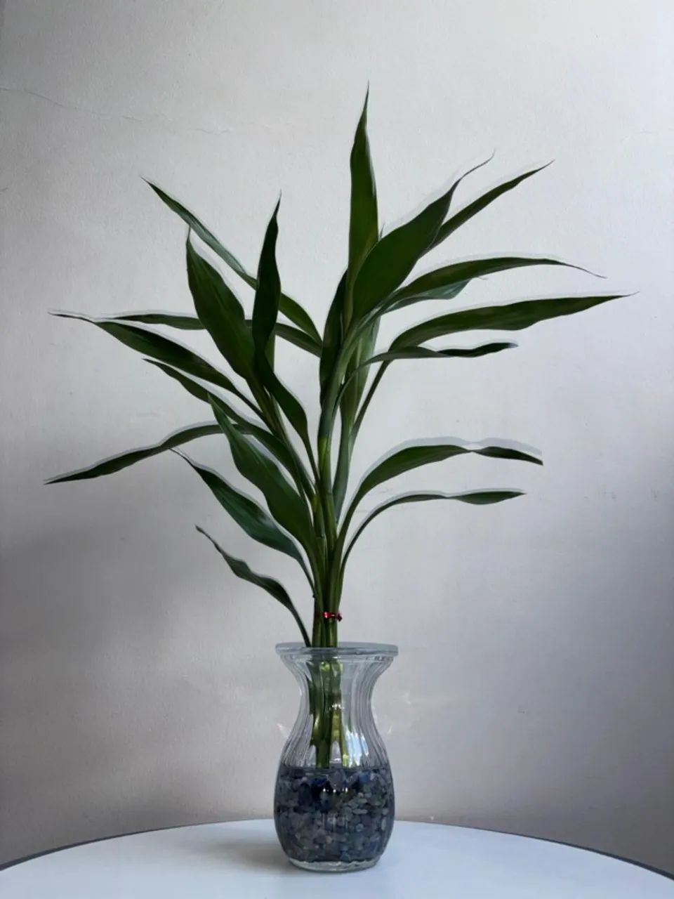 Bambu da Sorte natural na água com pedras de cristais para atrair ...