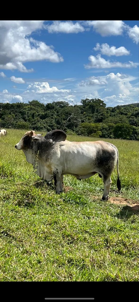 TOURO NELORE CEIP 4 ANOS - Animais para agropecuária - Núcleo ...