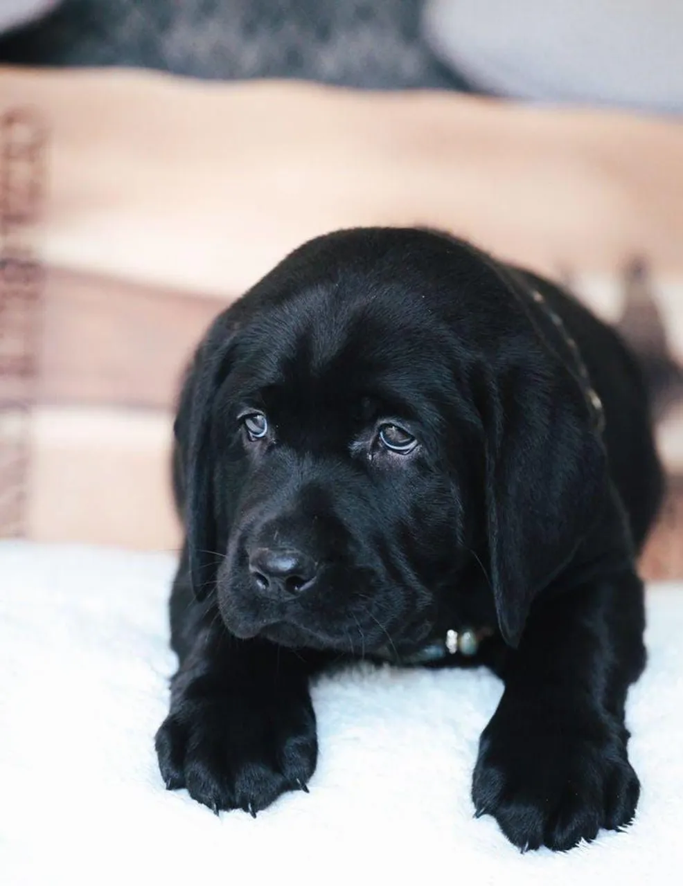 "filhotes de labrador preto" - Cachorros no Brasil