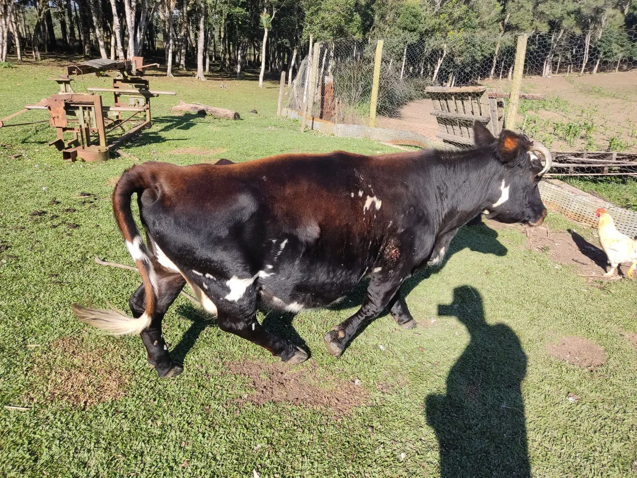 "mine vaca" no Brasil