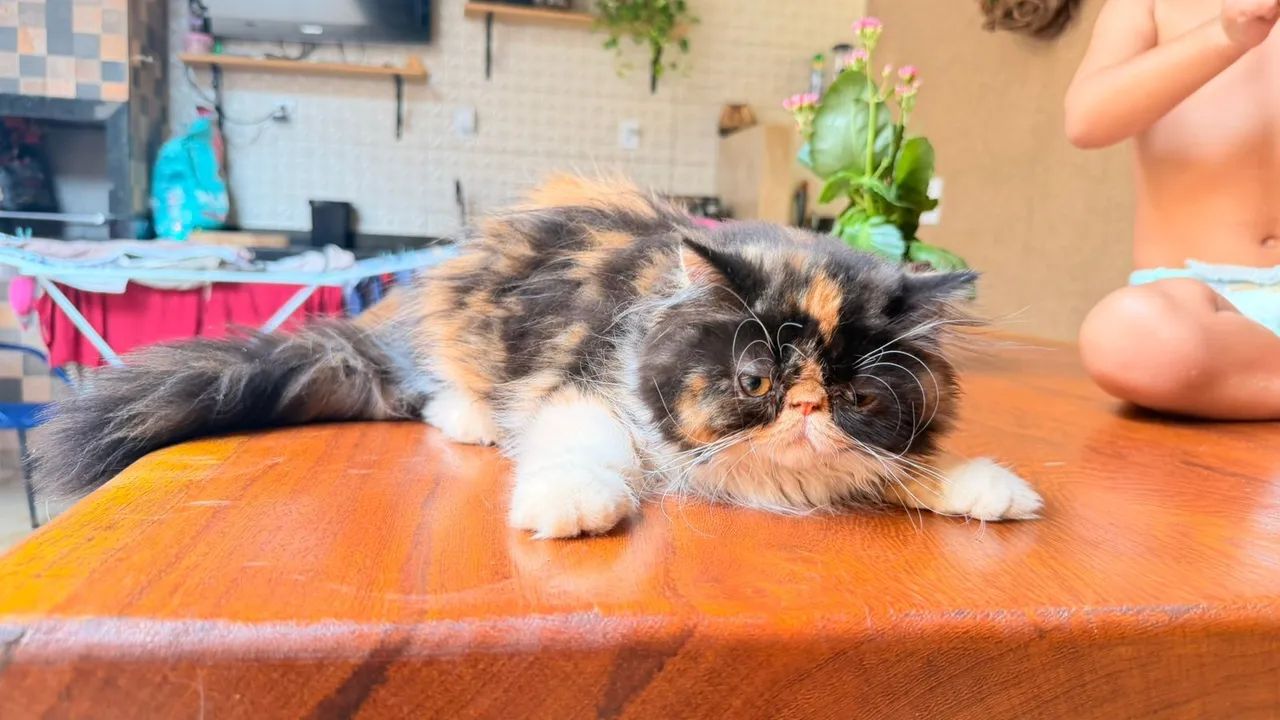 Gato Persa - Gatos - Parque Oeste Industrial, Goiânia 1469642632 | OLX