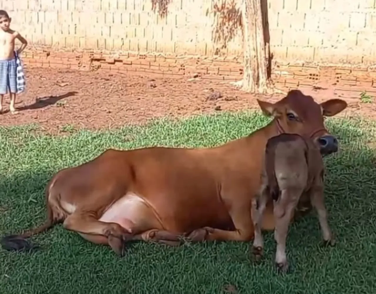 "mini vaca" - Animais para agropecuária no Brasil