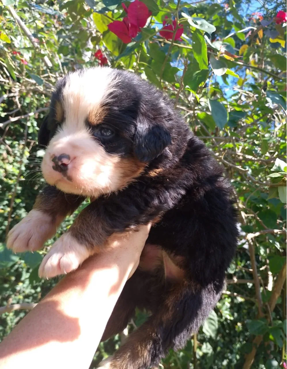 "filhotes de bernese" - Cachorros no Brasil
