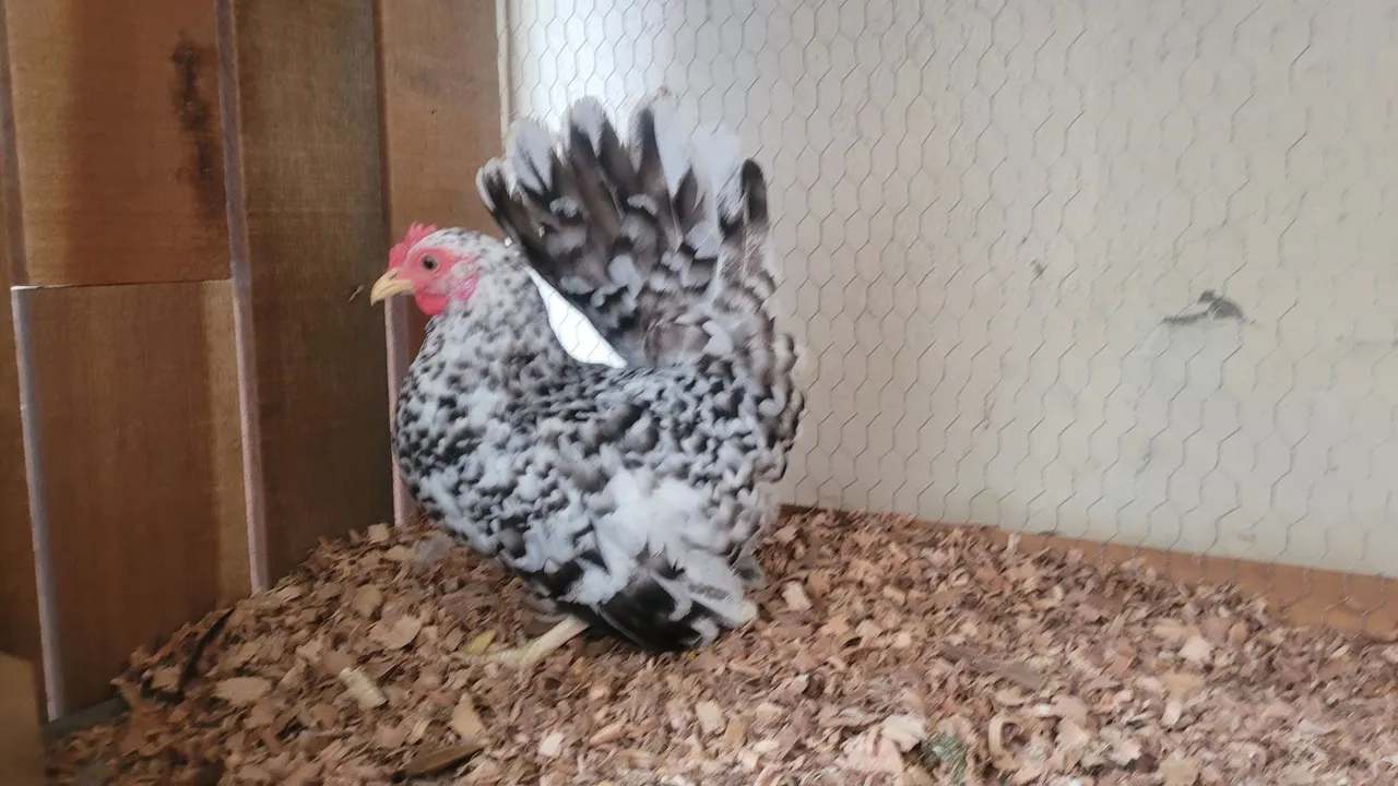 Animais para agropecuária no Rio de Janeiro