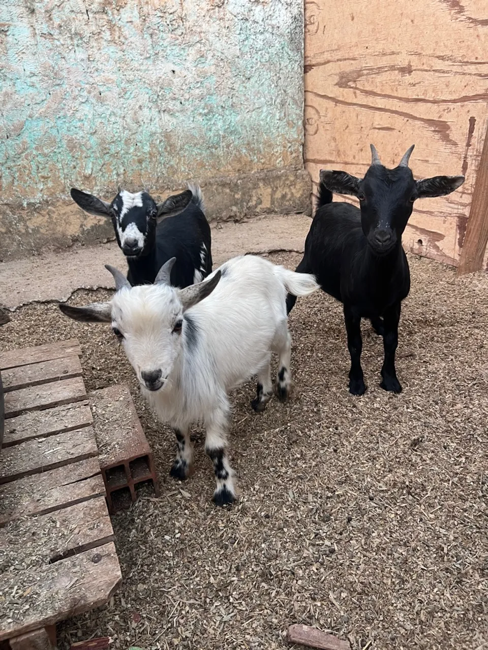 "mini cabras" no Brasil
